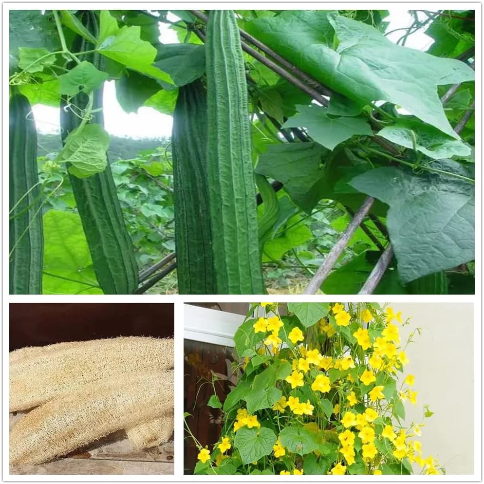 Amazon.com : Ridged Sponge Gourd Seeds Asian Okra Angled Luffa Gourd ...