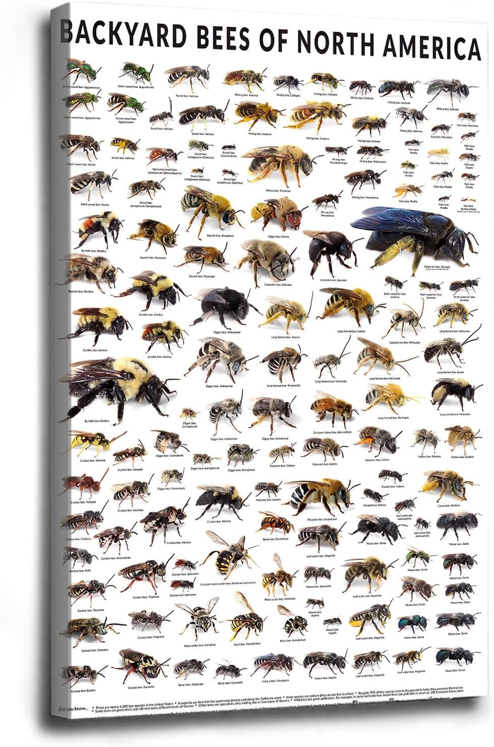 Amazon.com: North American Backyard Bees Educational Poster, Detailed ...