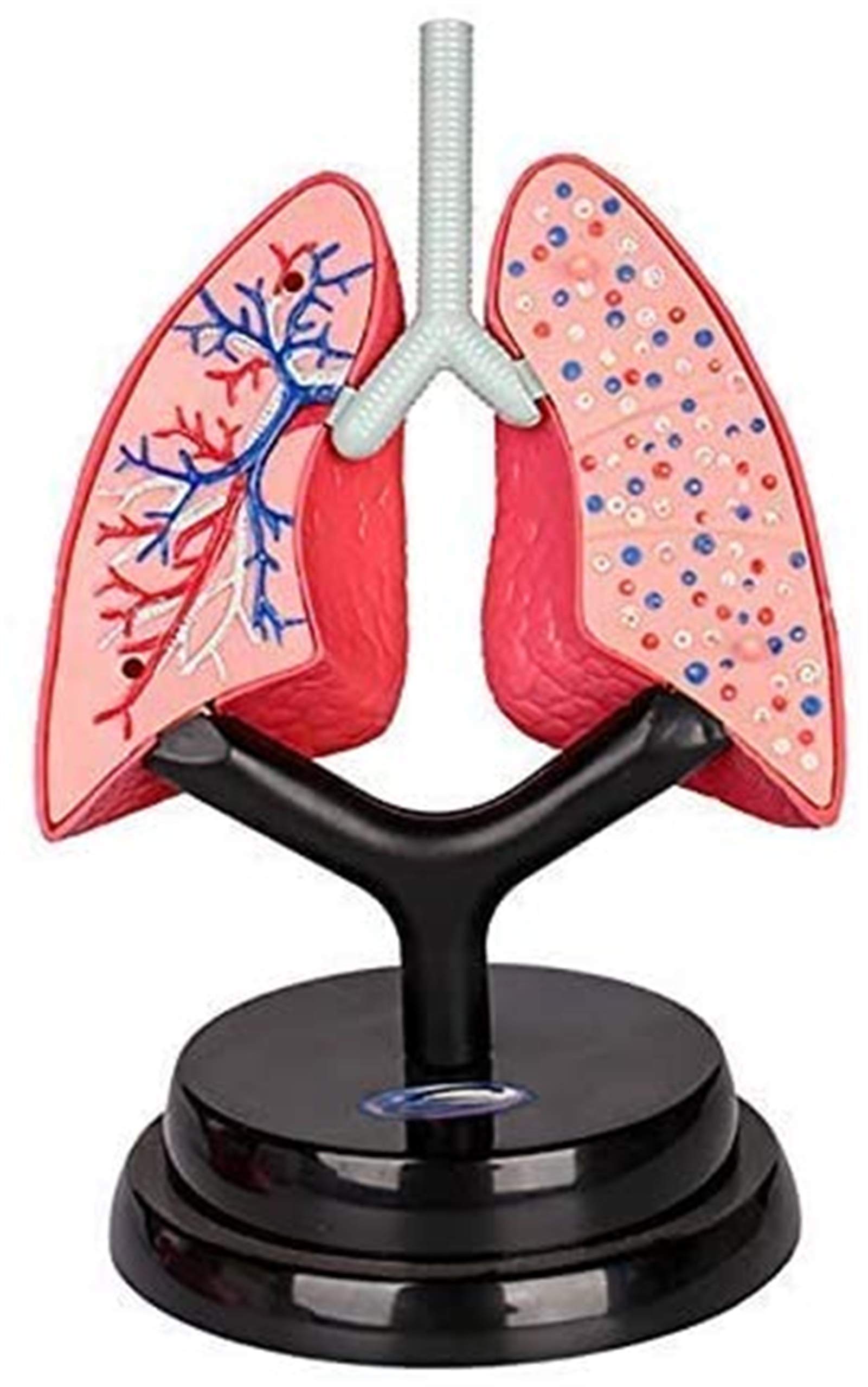 Buy Study Model Educational Model Respiratory System Model - HOrgan ...