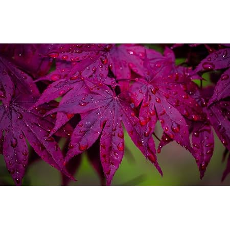 Amazon.com : Scarlett Princess Japanese Maple Live Tree NOT Seeds - A ...