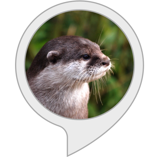 Amazon.com: Otter Facts : Alexa Skills