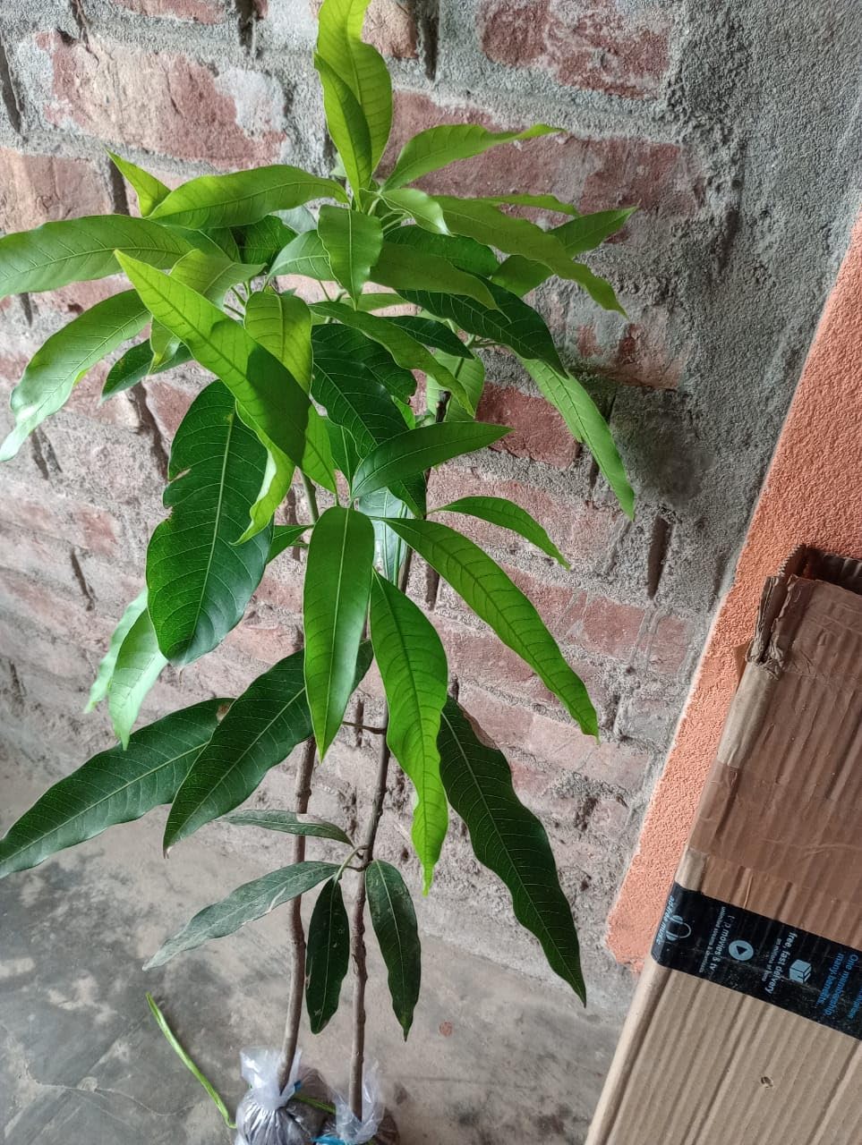 Rare Purple Miyazaki Mango Grafted Live Plant