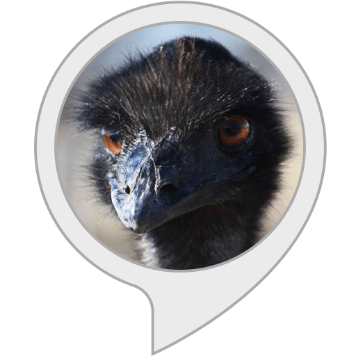 Amazon.com: Ostrich Trivia : Alexa Skills
