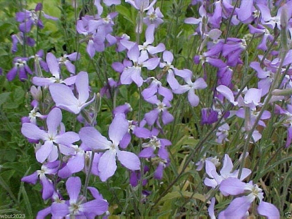 Amazon.com : Evening Scented Stock-1000 Seeds (Matthiola longipeta ...