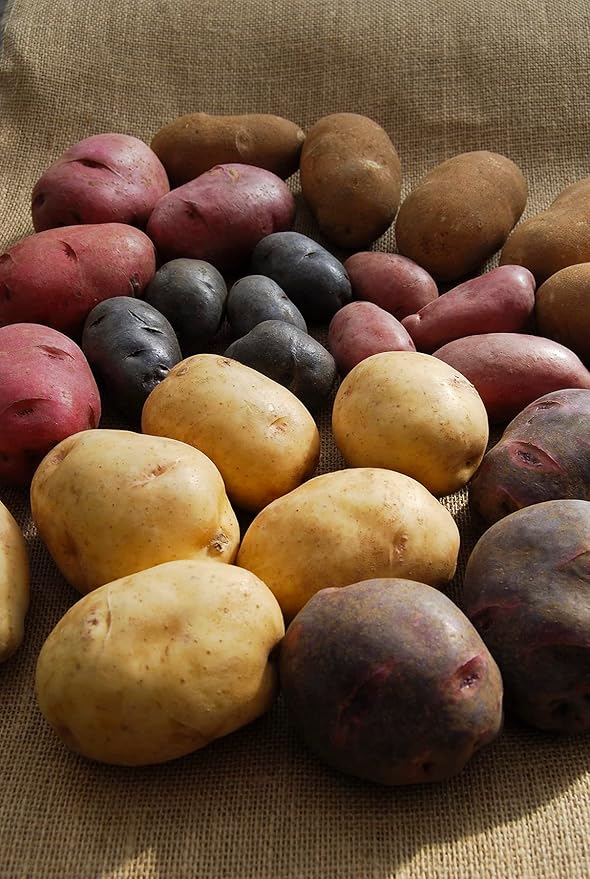 Amazon.com : Seed Potatoes for Planting Outdoors, Mixed Red Yellow ...