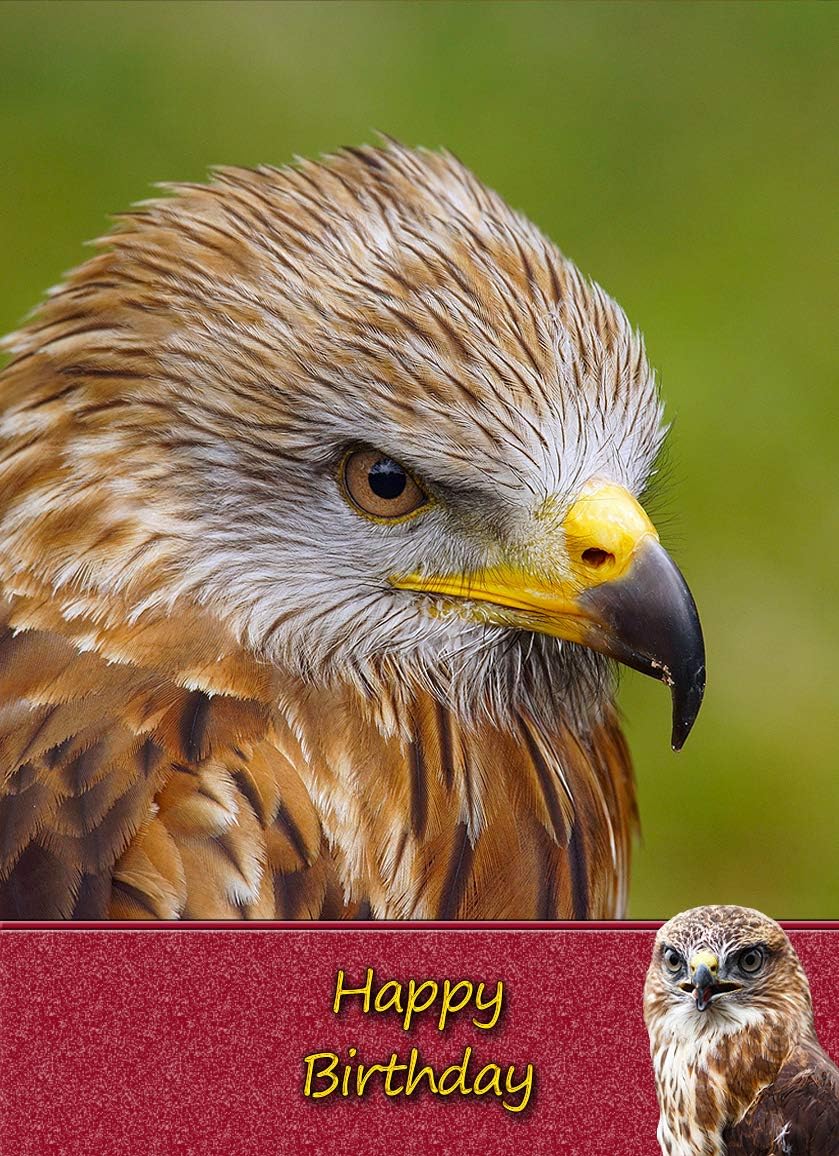 Buzzard Bird of Prey Birthday Card : Amazon.co.uk: Stationery & Office ...