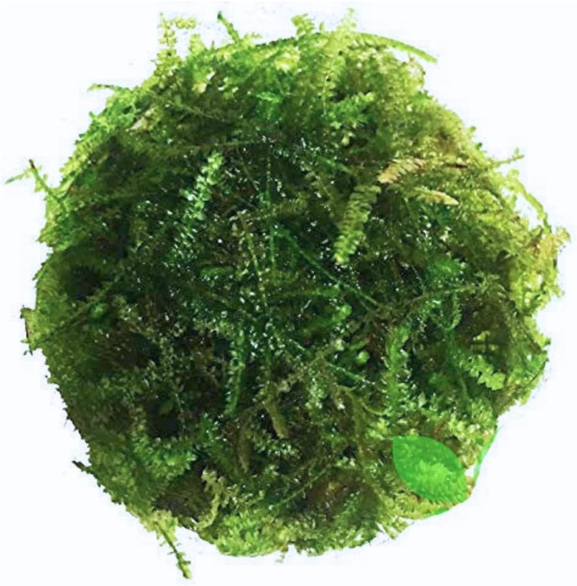 Amazon.com: Marcus Fish Tanks - 10x Dwarf Sagittaria Subulata Live ...