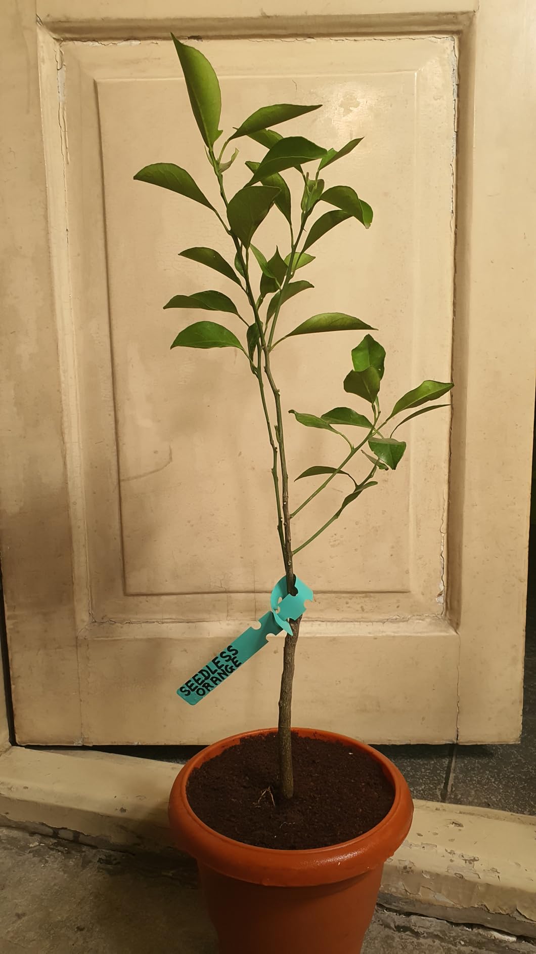 GreenWorld Special Seedless Orange Plant/Komla Lebu Plant,(GRAFTED/GUTI ...