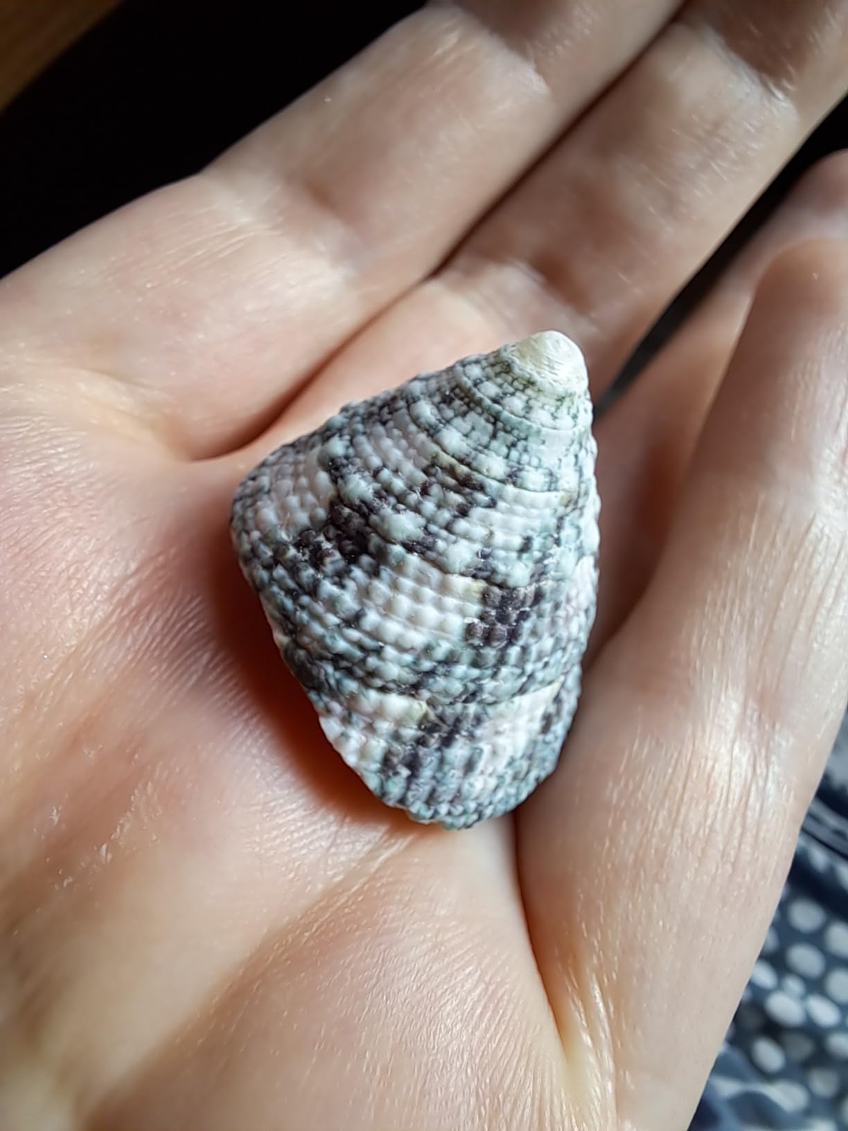 HAKACC Sea Shell Set, 50-70 PCS Assorted Natural Shells for Crafting ...