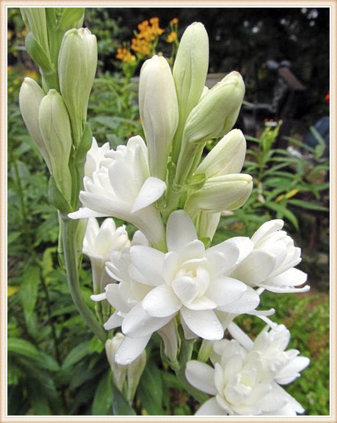 Amazon.com : Tuberose Planting - Simple to Grow Easy Planting Tubers ...