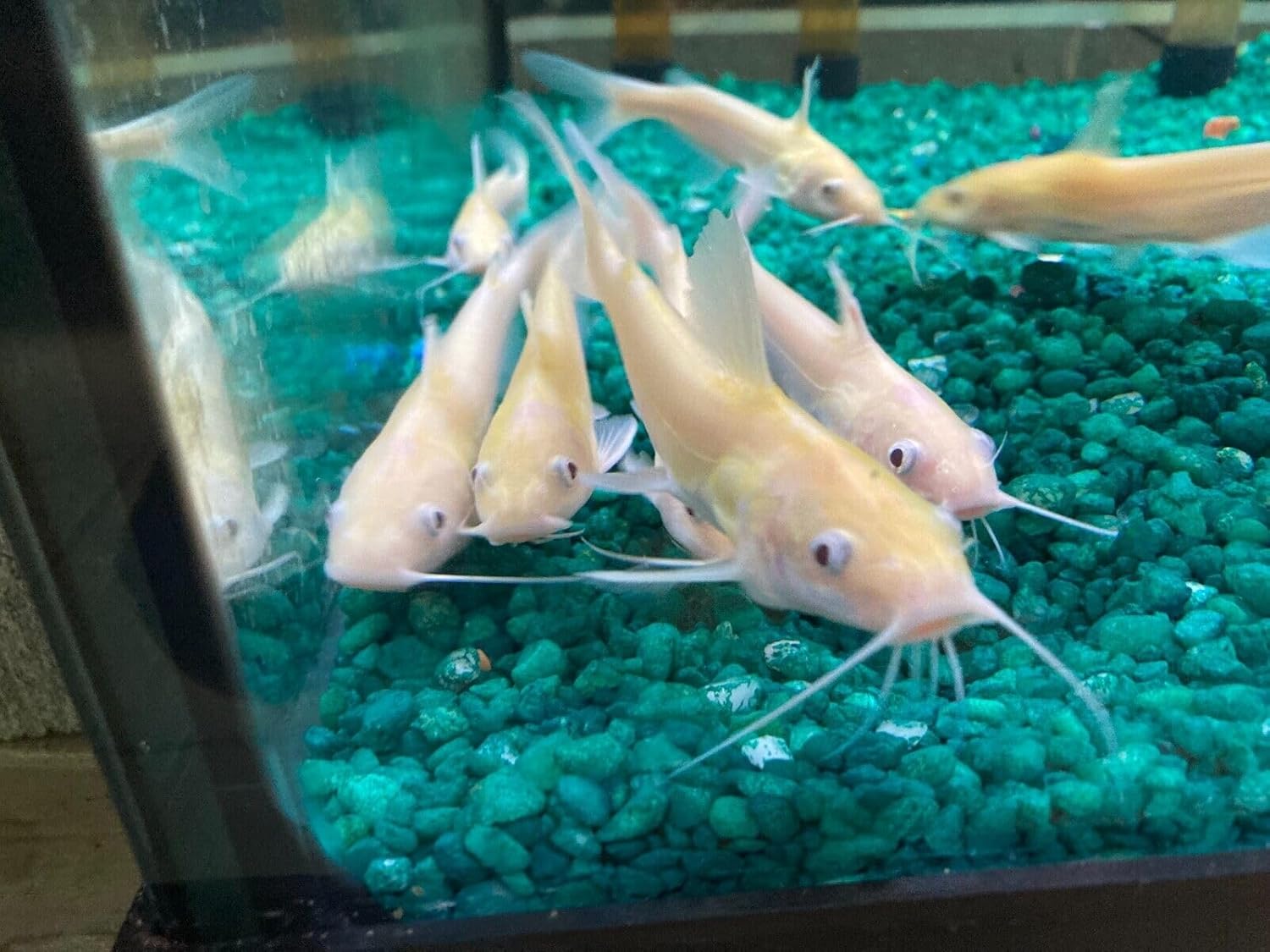 Amazon.com: Live Fish - 1 Albino Channel Catfish Medium 5-6” : Pet Supplies
