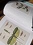 Innumerable Insects: The Story of the Most Diverse and Myriad Animals ...