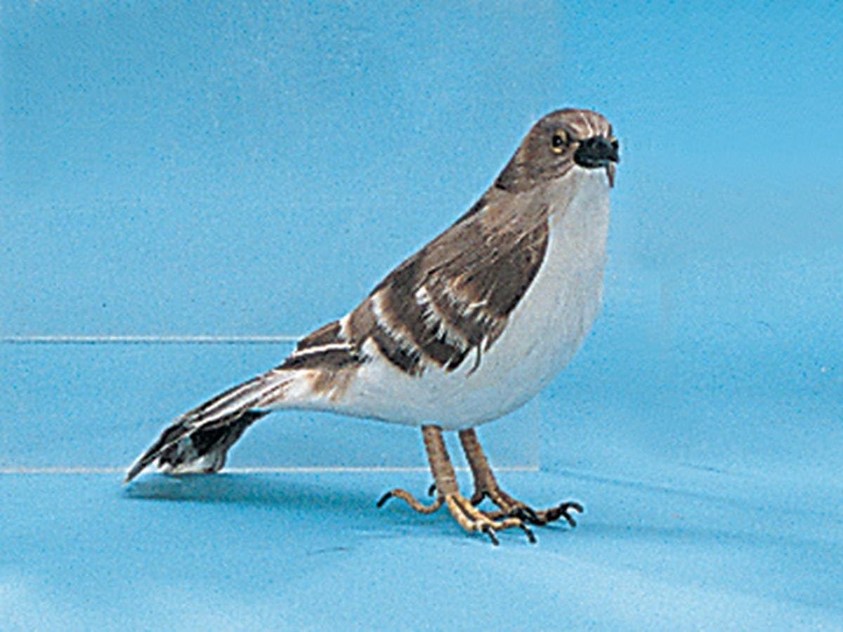 Mockingbird Collectible Bird Figurine Decoration Model Figure Statue ...