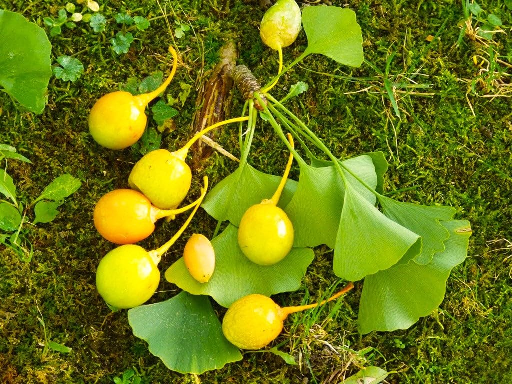 Ginkgo Biloba Fruit