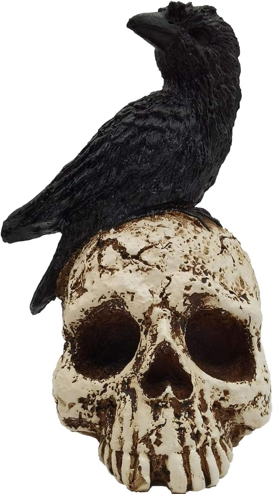 Amazon.com: PTC 5 Inch Halloween Black Raven on Skeleton Skull Statue ...