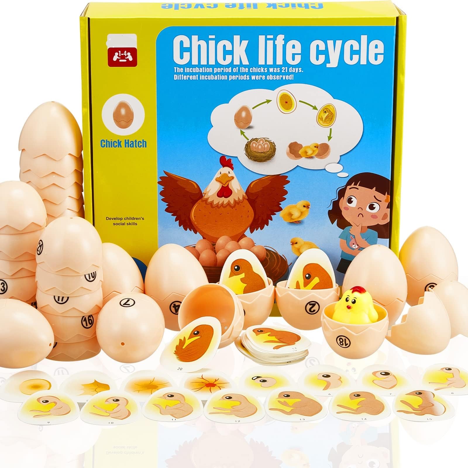 41 Pcs Chick Life Cycle Exploration Set Chicken Life Cycle | Desertcart ...