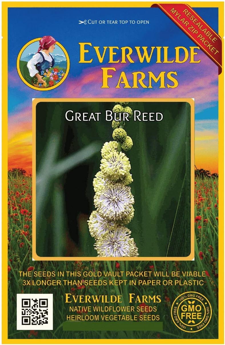 Amazon.com : Everwilde Farms - 20 Great Bur Reed Native Wildflower ...