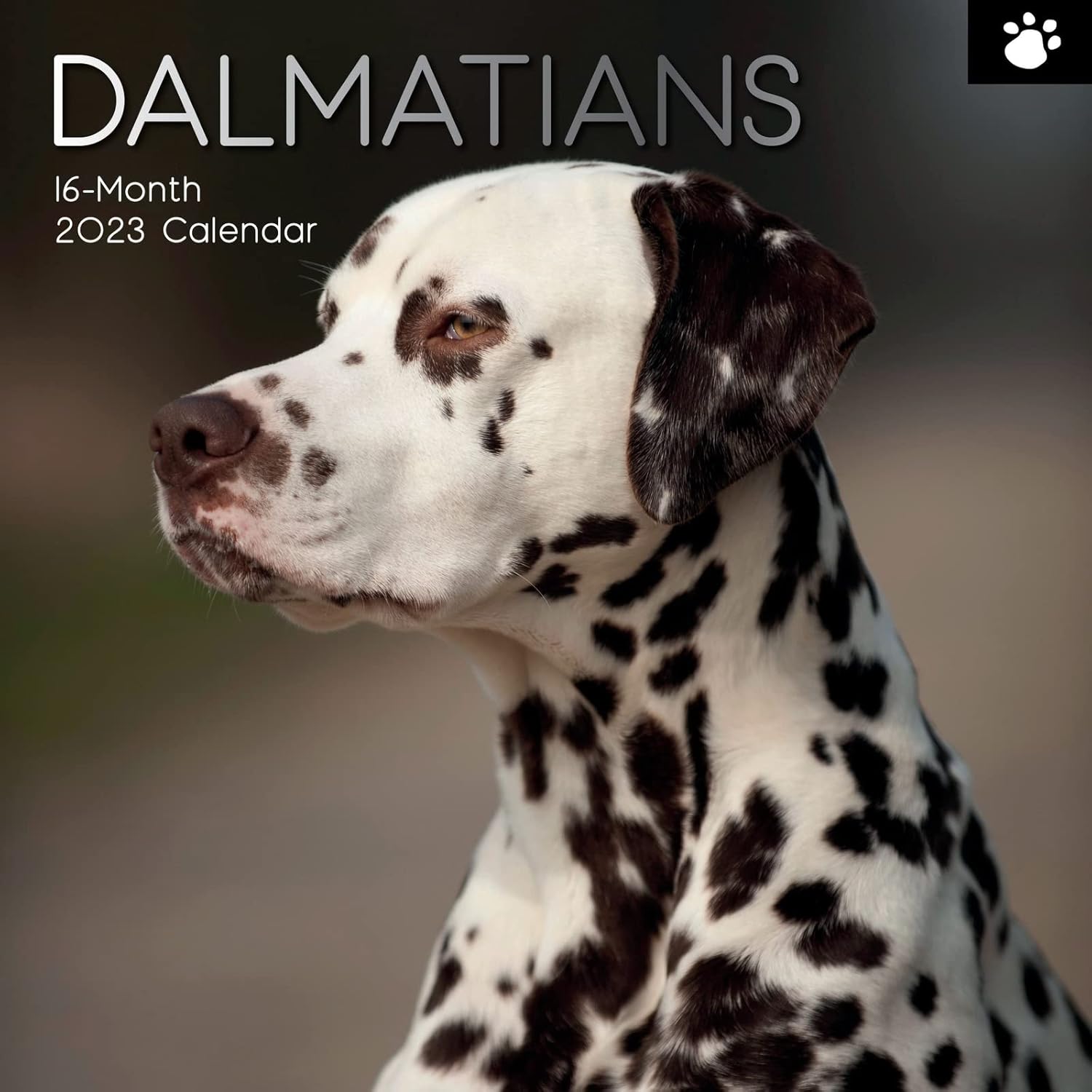 Amazon.com: 2023 Square Wall Calendar - Dalmatians, 30 x 30 CM Monthly ...