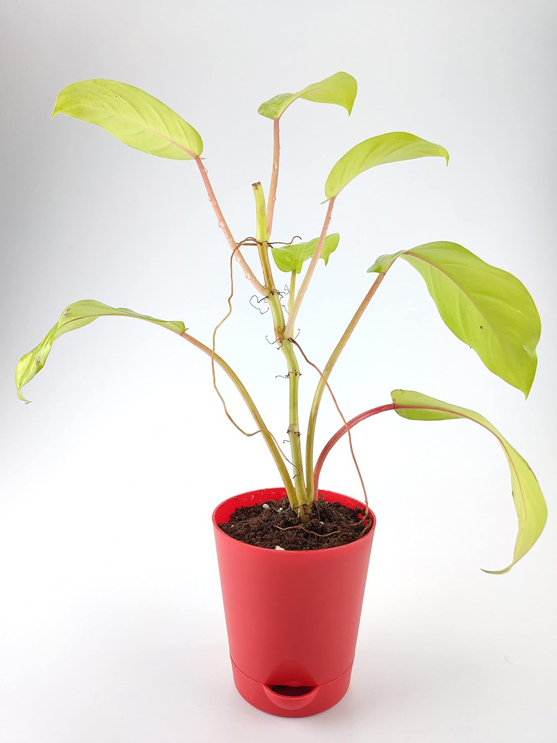 Philodendron ceylon gold live plant : Amazon.in: Garden & Outdoors