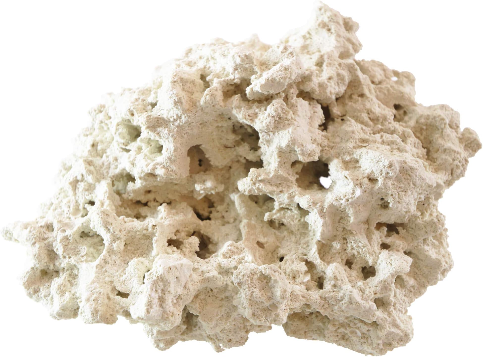 Amazon.com : Dry Base Rock with Coralline Algae Spores for Seeding ...