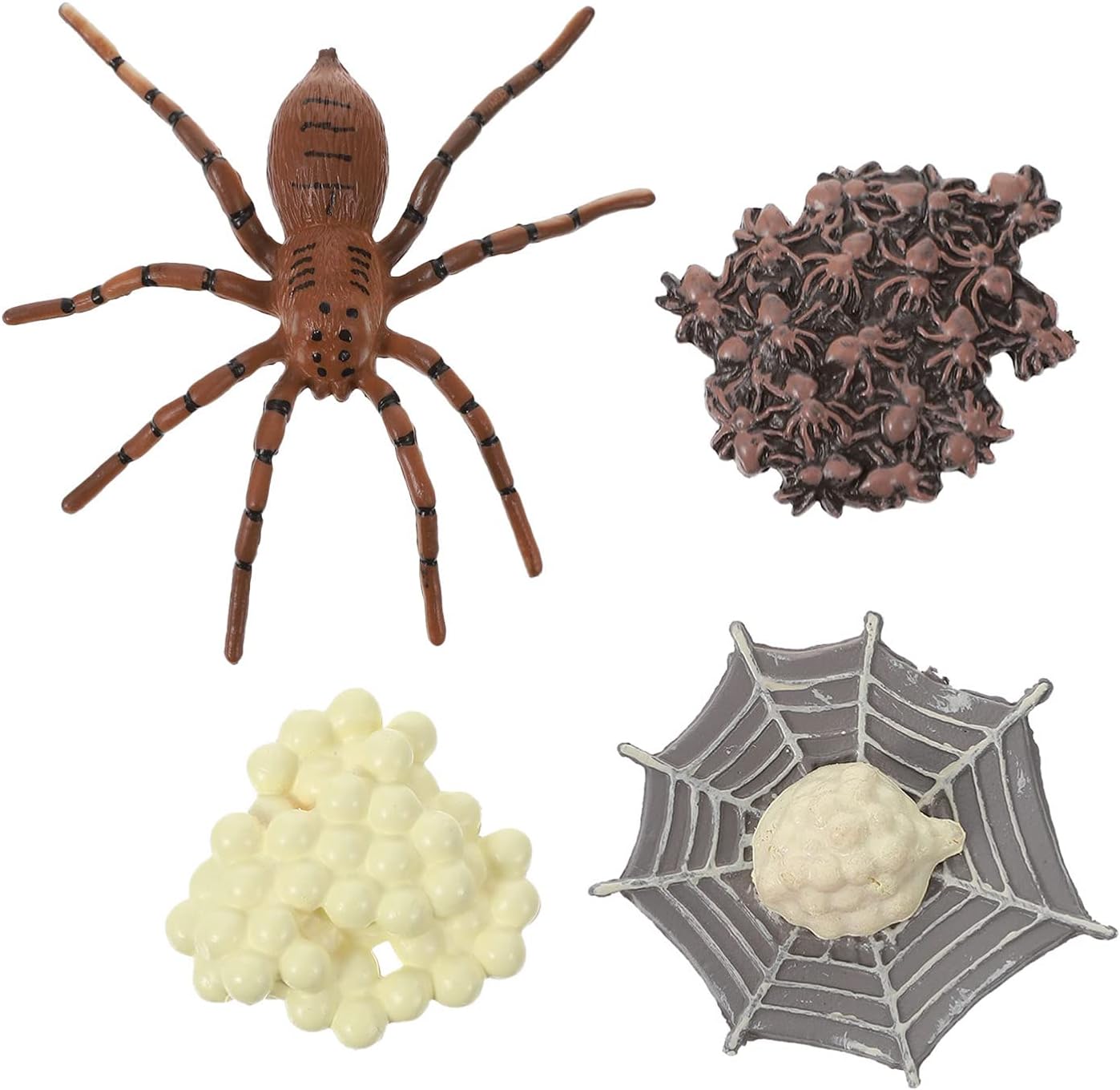 NUOBESTY 1 Set Spider Growth Cycle Model Insect Life Cycle Childrenâ€™S ...