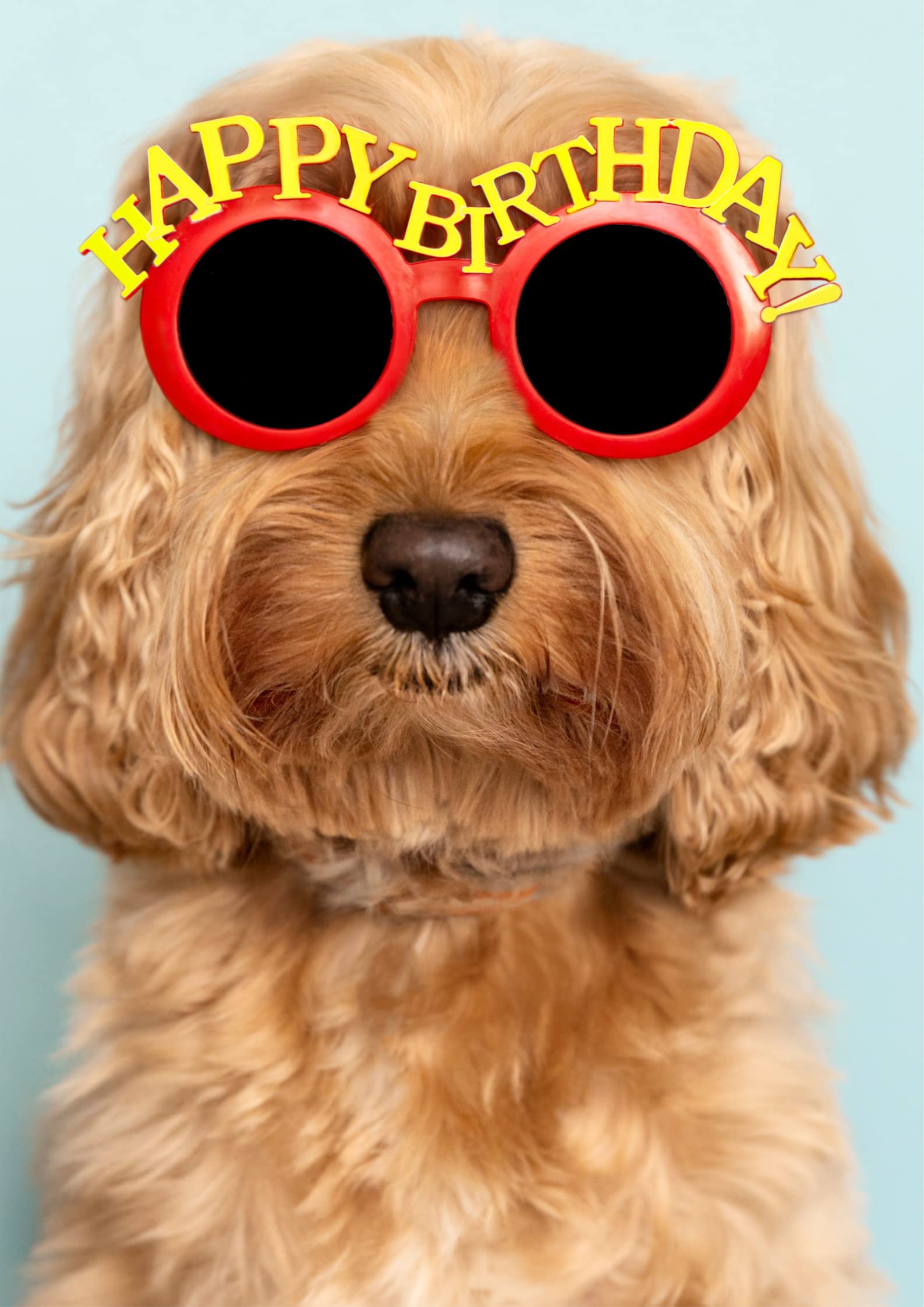 Happy Birthday Cockapoo Greeting Birthday Card - Pet - Dog - Cute ...