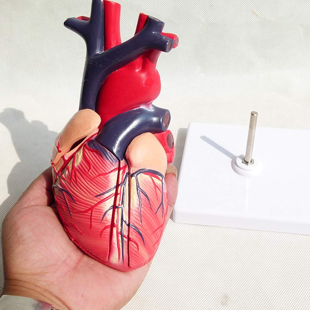 Modello Anatomico Del Cuore Interno Configurazione Esterna Del Cuore