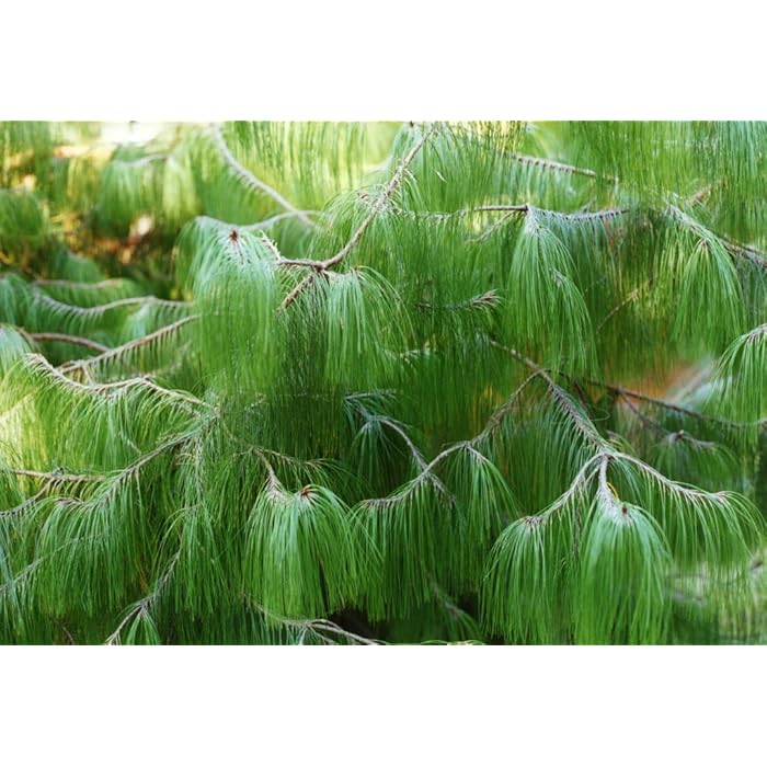 Buy Creative Farmer Pine Tree Seeds - Pinus Patula Mexican Weeping Pine ...