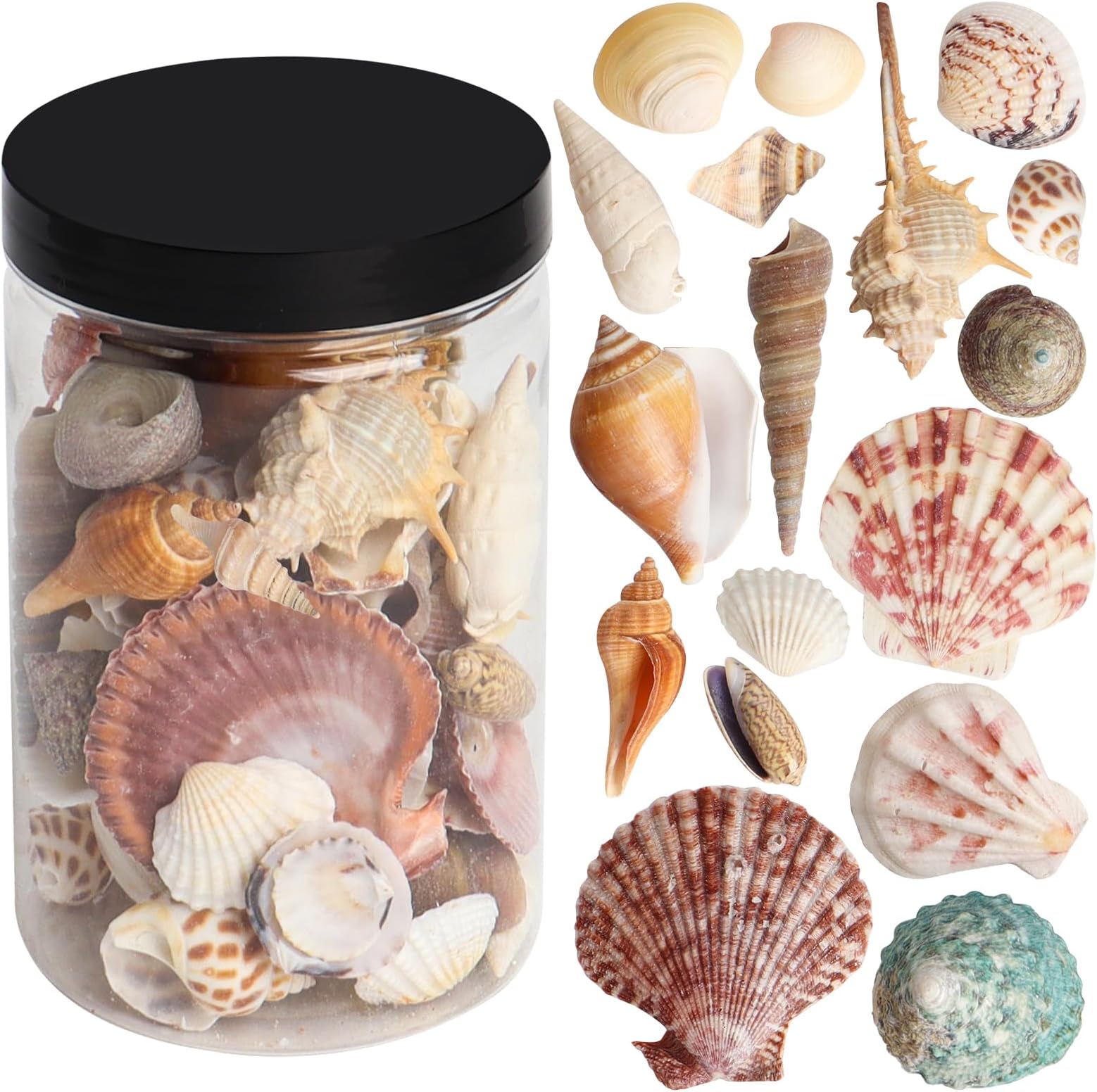Amazon.com: HAPYSHOOP Mixed Sea Shells, 120 Pieces Beach Seashells ...