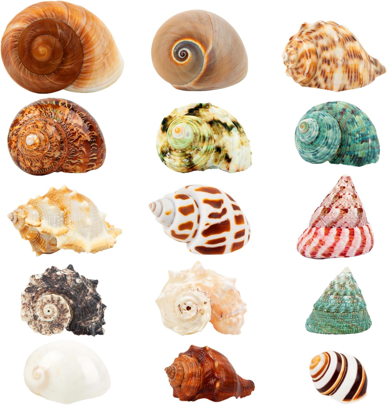 Amazon.com: SEAJIAYI Hermit Crab Shells Turbo Shells 12+pcs Assorted ...