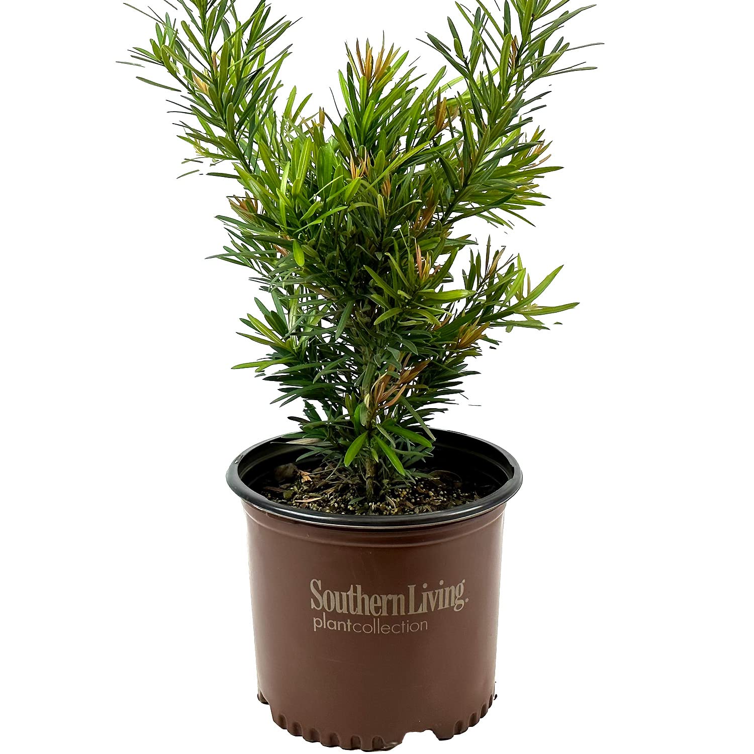 Amazon.com : Blooming & Beautiful - Mood Ring Podocarpus - 3 gal ...