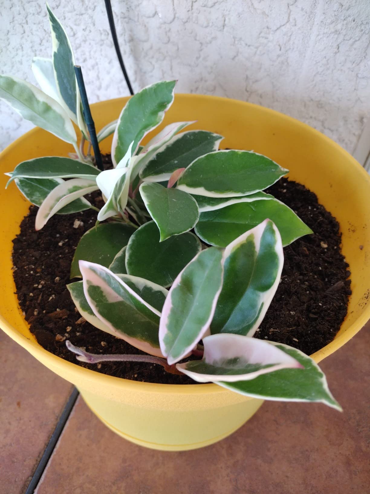 Amazon.com : Hoya Krimson Queen - 5 Live Plants in 4 Inch Pots - Hoya ...