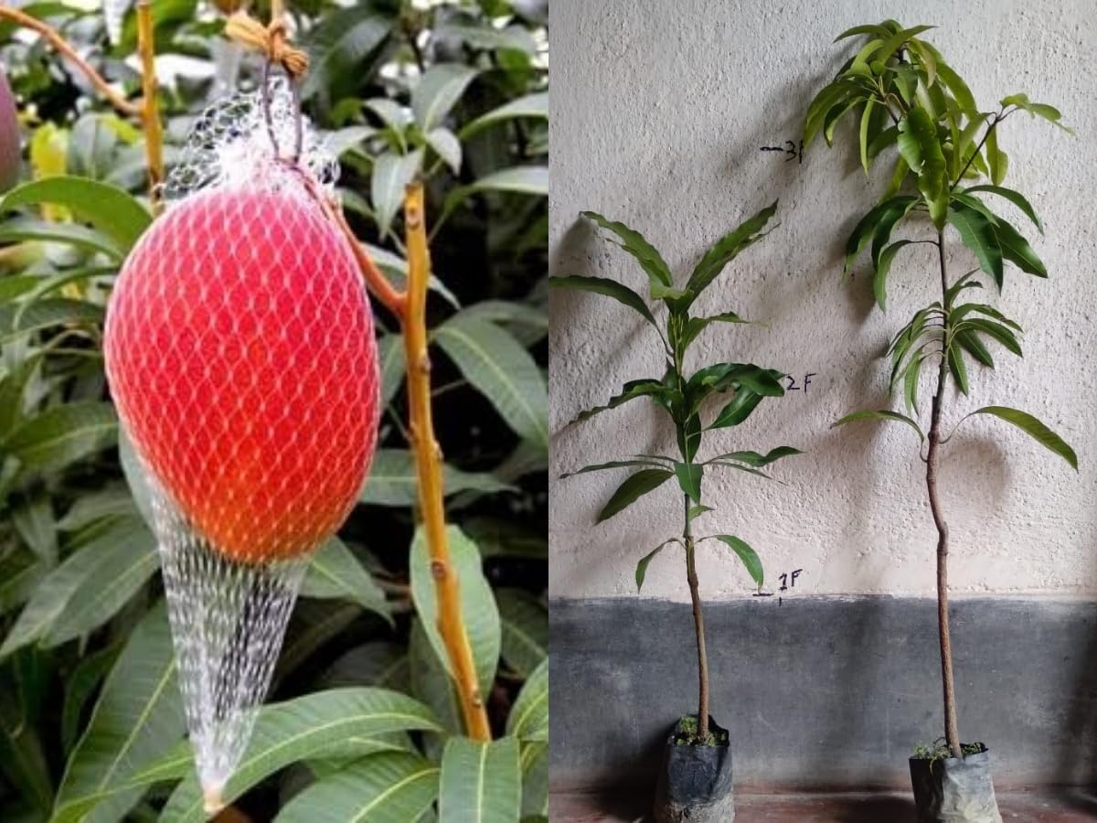 Cloud Farm Live Amrapali Mango Dwarf Grafted Fruit Plant - Healthy ...
