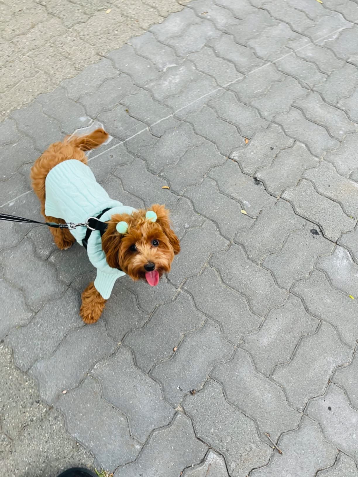 $3/mo - Finance Stinky G Turtleneck Dog Sweater | Buy Now, Pay Later