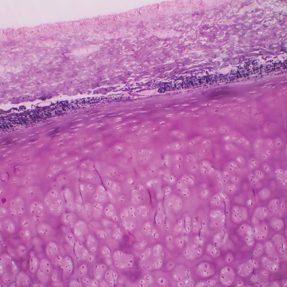 Larynx Microscope Slide