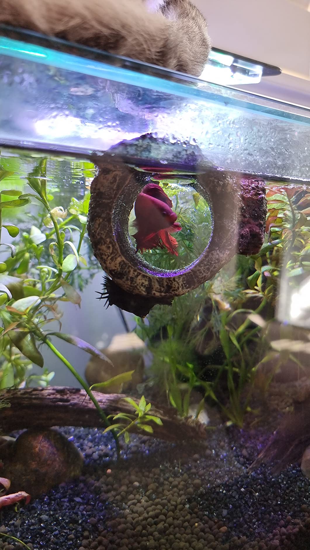 Zoo Med Floating Betta Log : Amazon.com.au: Pet Supplies