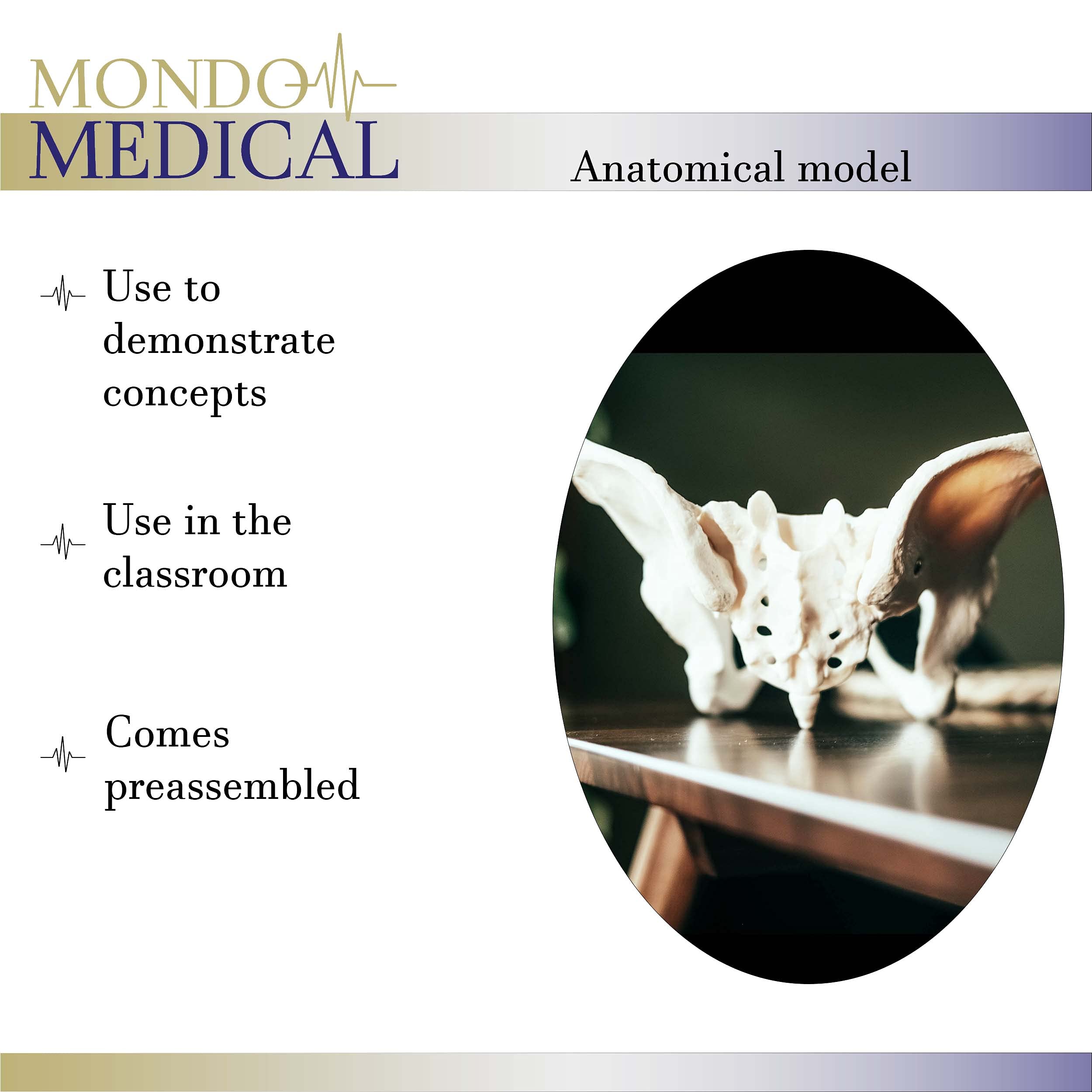 MonMed Life Size Female Pelvis Model, Hip Model – Female Anatomy Model ...
