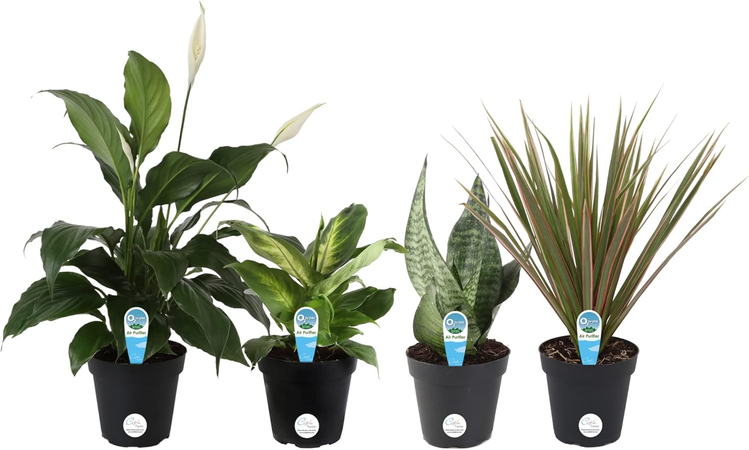 Amazon.com : Costa Farms Assorted Foliage Clean Air House Plant ...