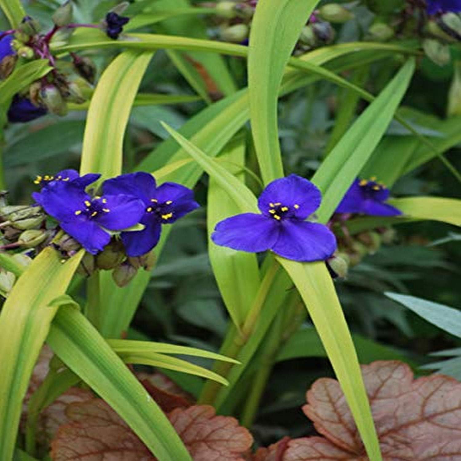 Amazon.com : 100 OHIO SPIDERWORT (Widows Tears / Bluejacket ...
