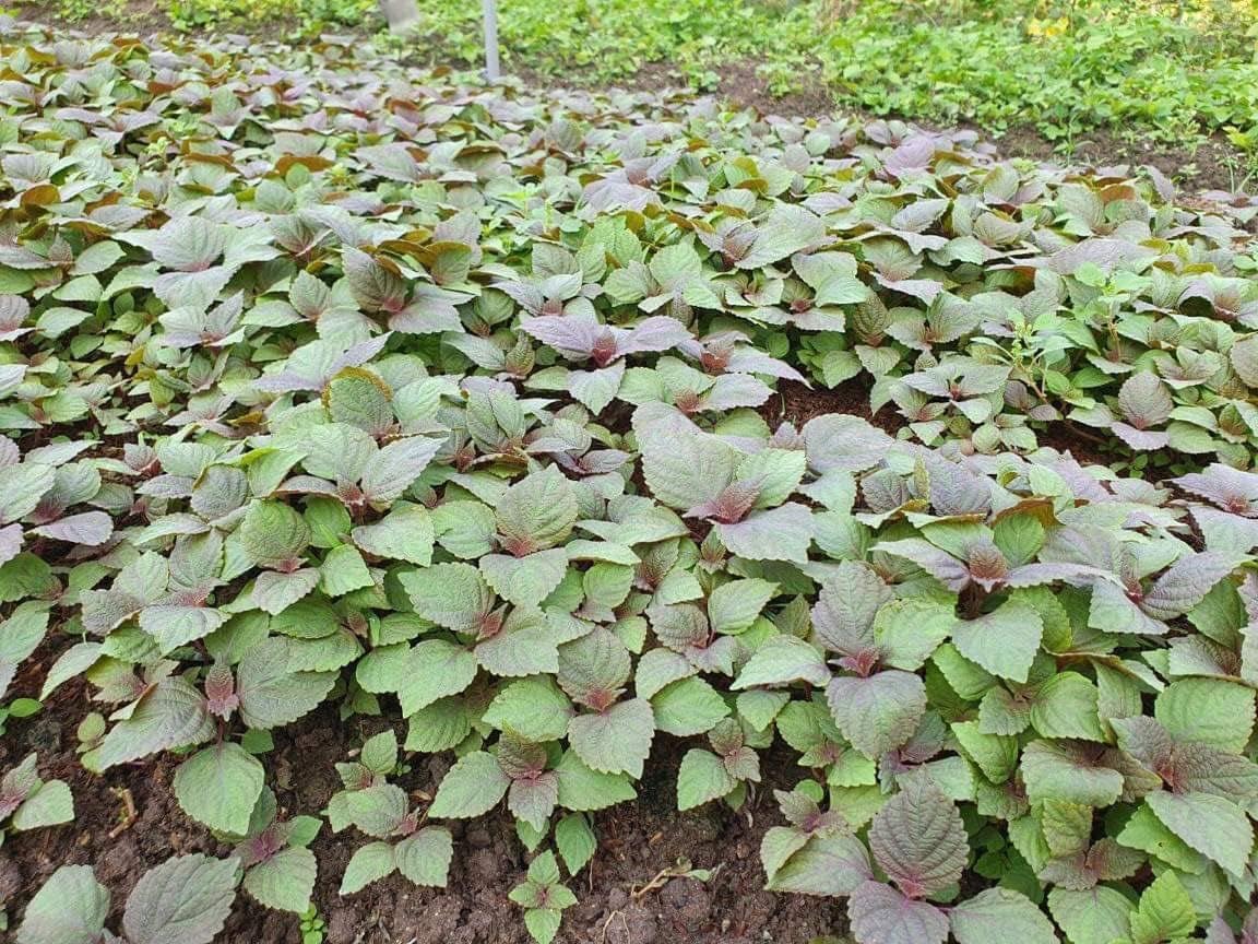 Amazon.com : 2000 Vietnamese Perilla Seeds - La Tia to - AKA. Shiso ...