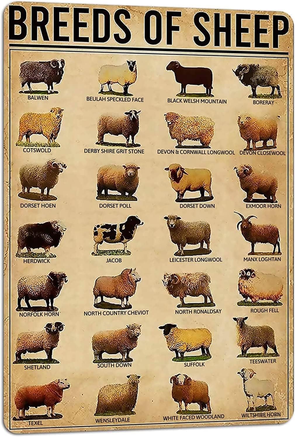 Retro Tin Sign Sheep Knowledge Metal Tin Signs Breeds of Sheep Retro ...