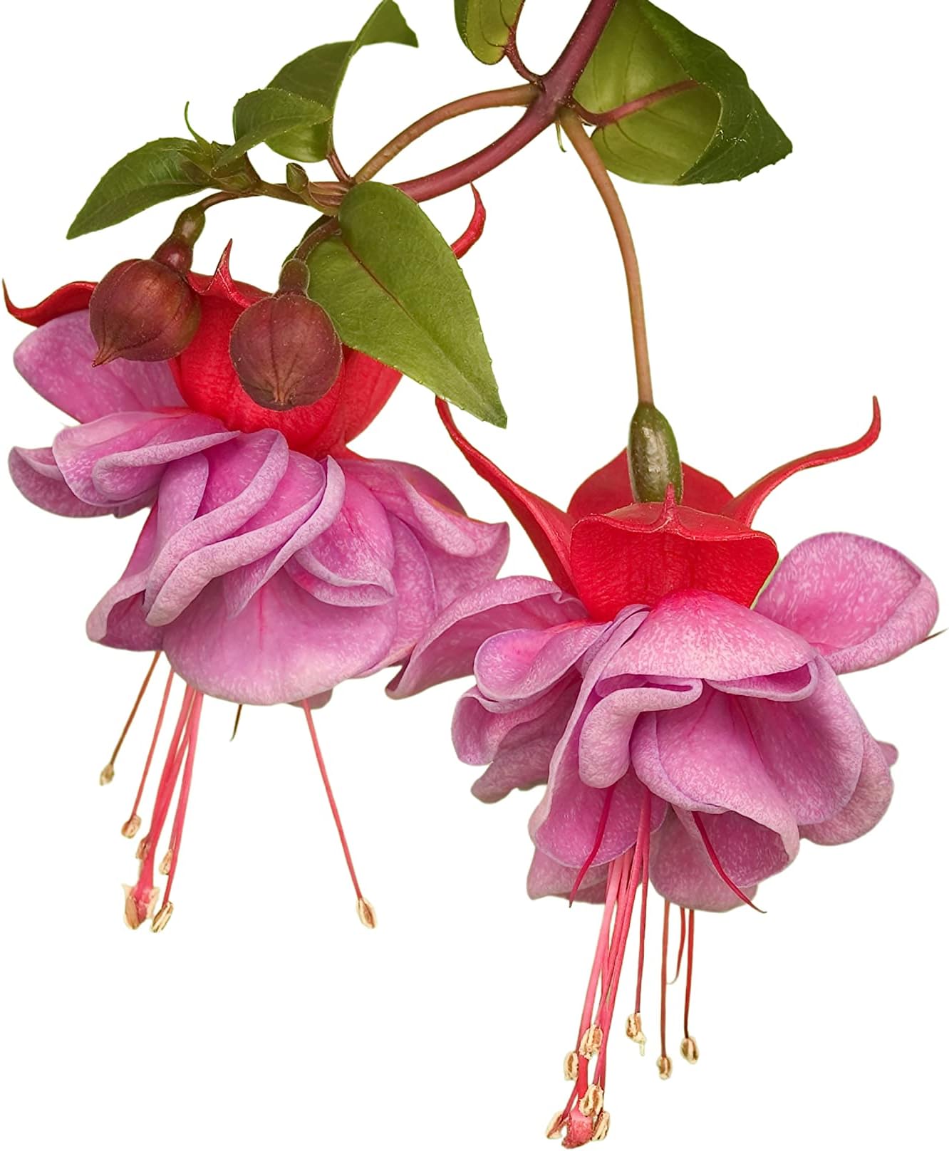 Fuchsia Plants - 'Heidi Anne' - 1 x Full Plant in 1 Litre Pot ...