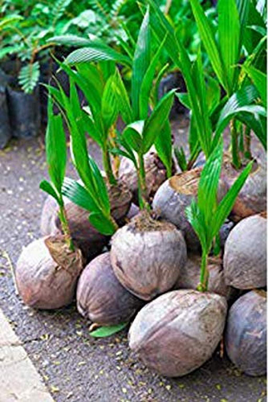 Creative Farmer Live Plant High Yield Hybrid Dwarf Rare Coconut ...