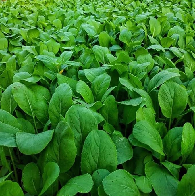 Amazon.com : 3500 Florida Broadleaf Mustard Seeds for Planting | Fast ...