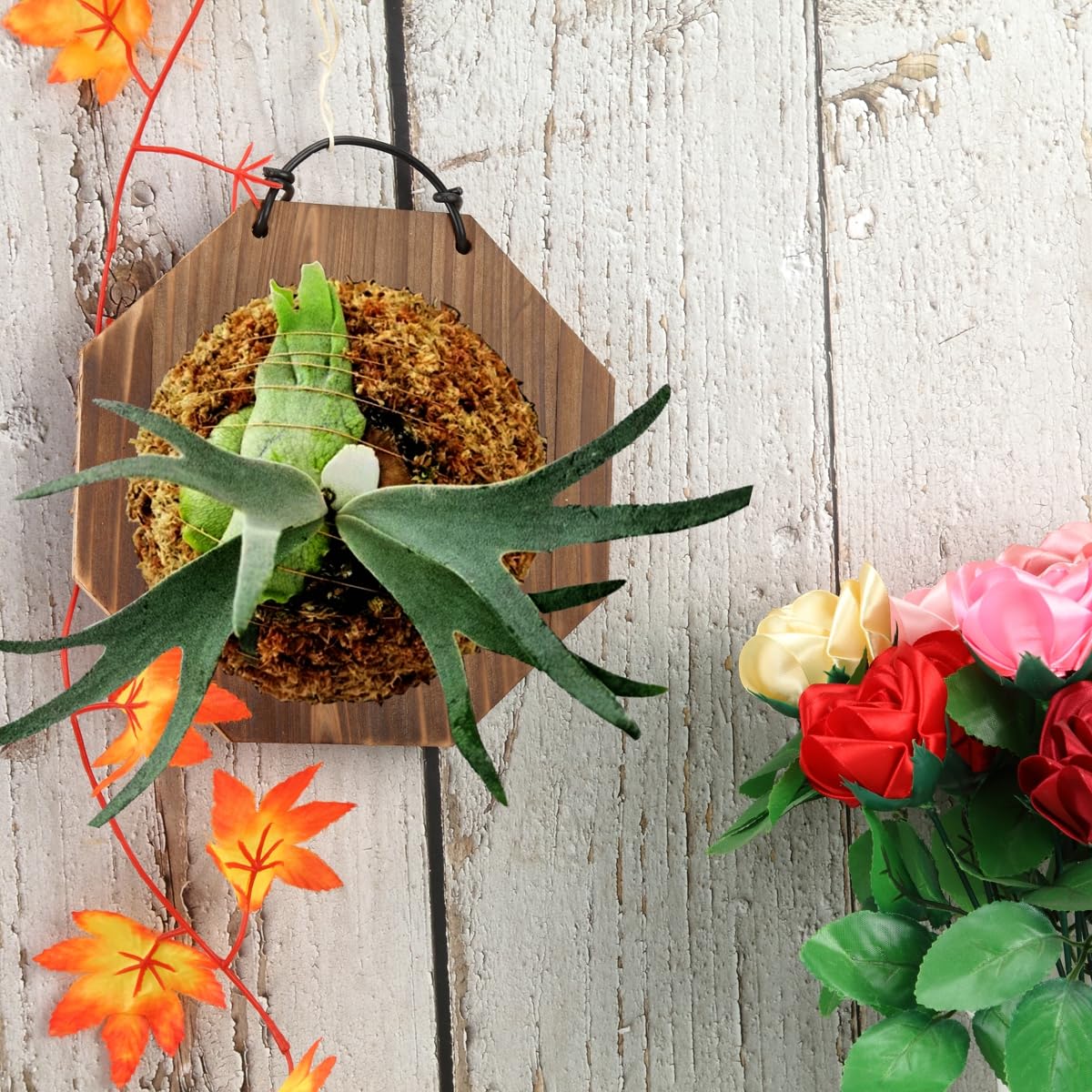 Snapklik.com : Staghorn Fern Mounting Board Wall Planter Hanging ...