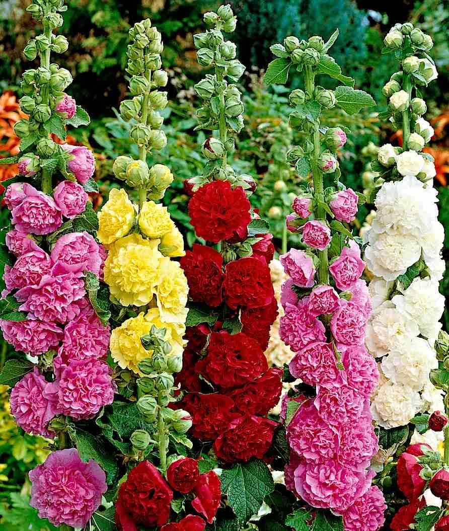 1000 Stockrose Samen, Bauernrose "Summer Carnival", Hollyhock ...