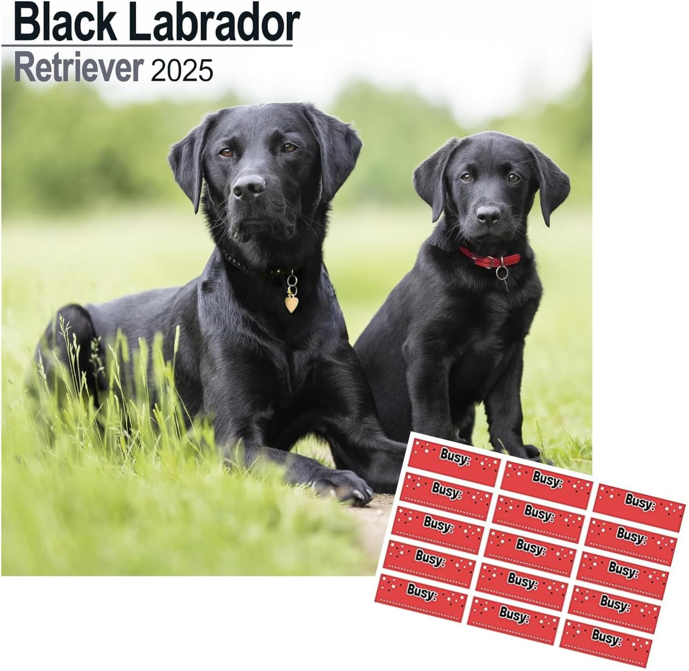Black Labrador Retriever Calendar 2025 | 16 months | with FREE ...