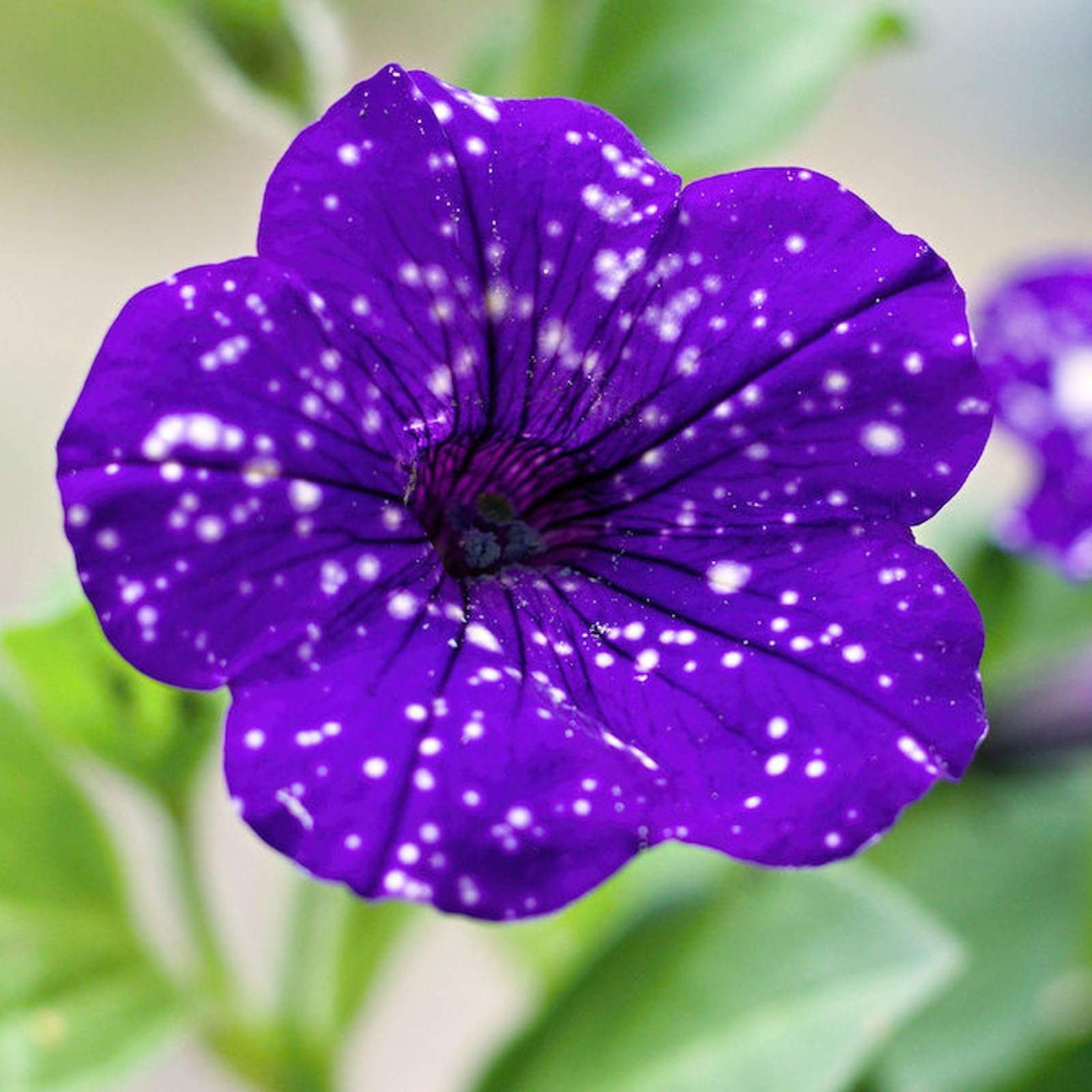 Carbeth Plants - Petunia Surfinia Hot Pink - Trailing Variety in 9cm ...