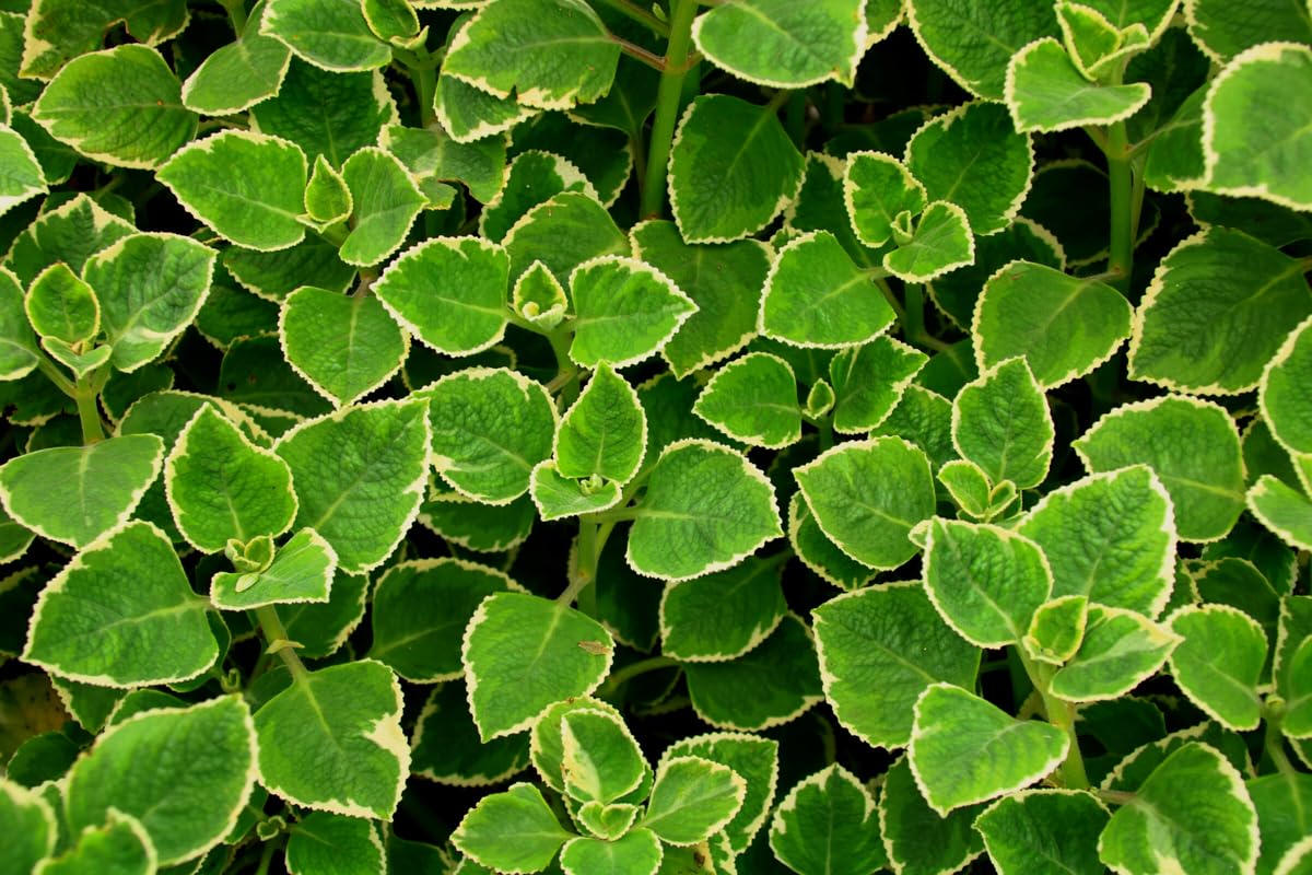 Cuban Plants