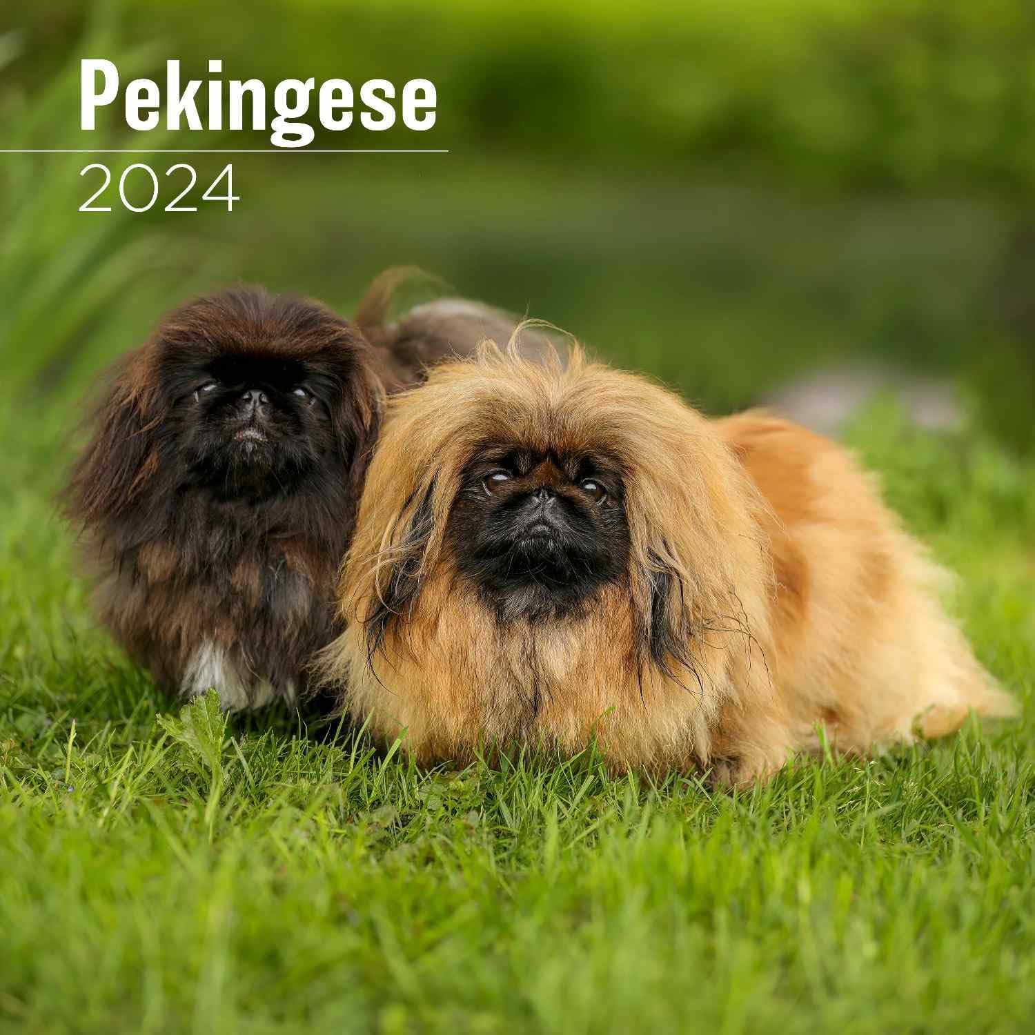 MegaCalendars - Pekingese Calendar 2024 - Dog Breed Wall Calendar ...